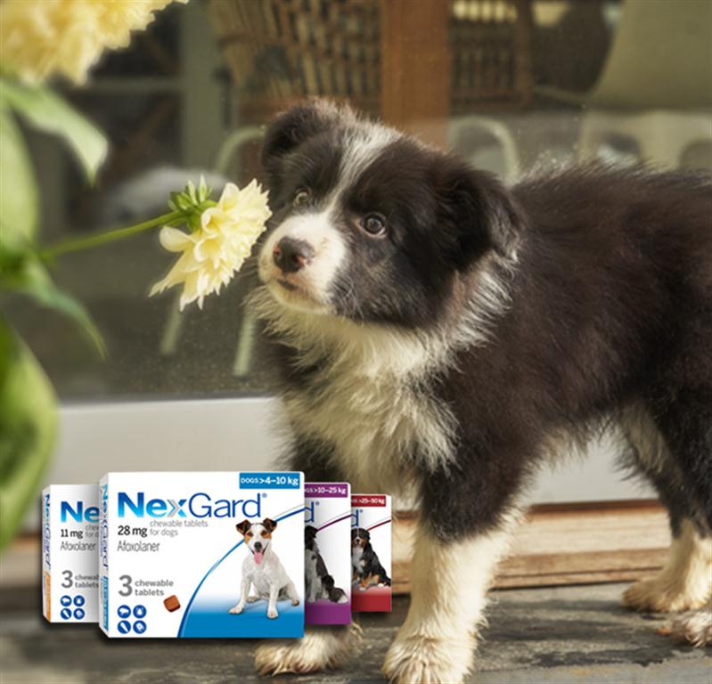 Pengobatan Kutu Pada Anjing | NexGard®