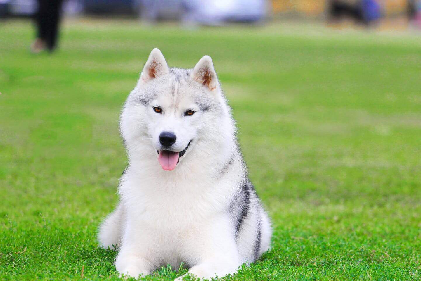 Anjing Husky: Panduan Lengkap Karakter, Perawatan, & Perlindungan Parasit