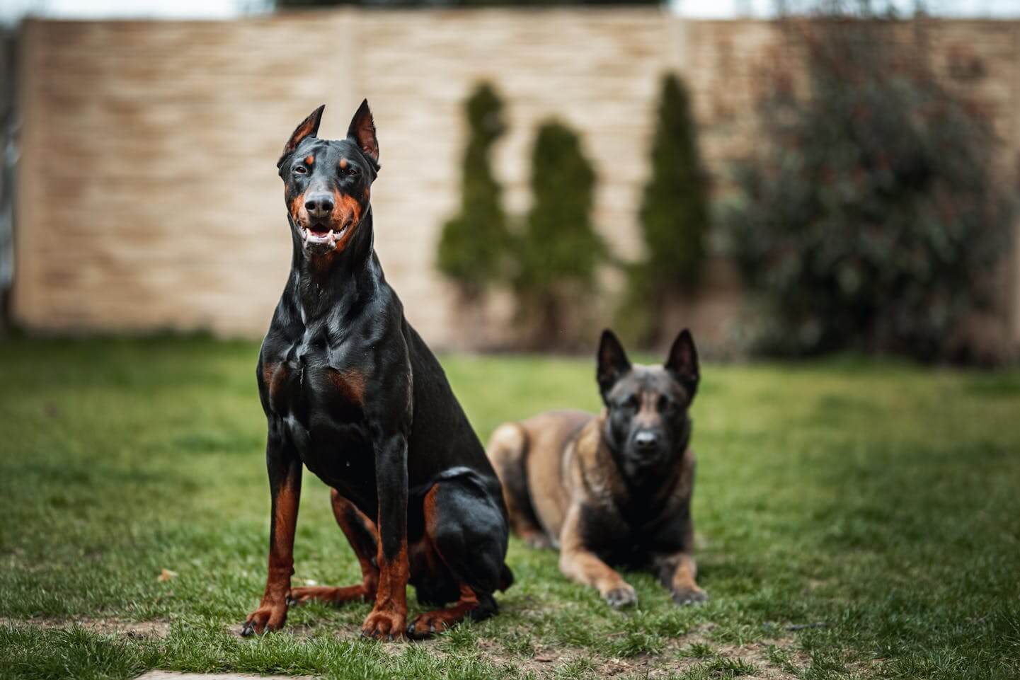Mengenal Anjing Doberman: Kepribadian, Perawatan, dan Tips Menjaga ...