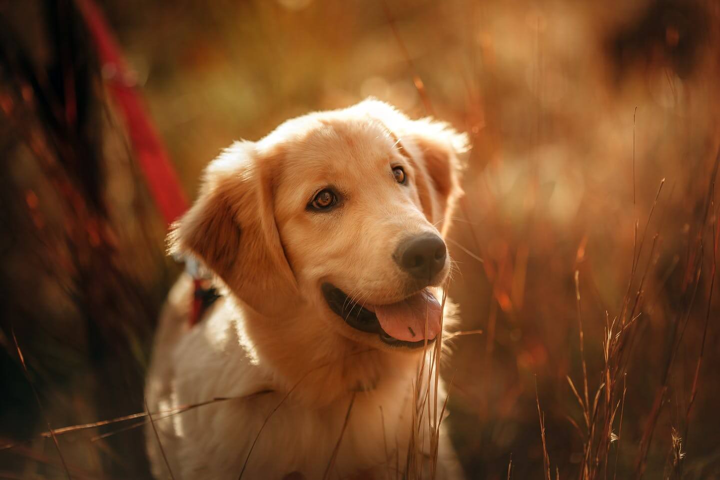 Anjing Golden Retriever: Panduan Lengkap Merawat Teman Setia Anda