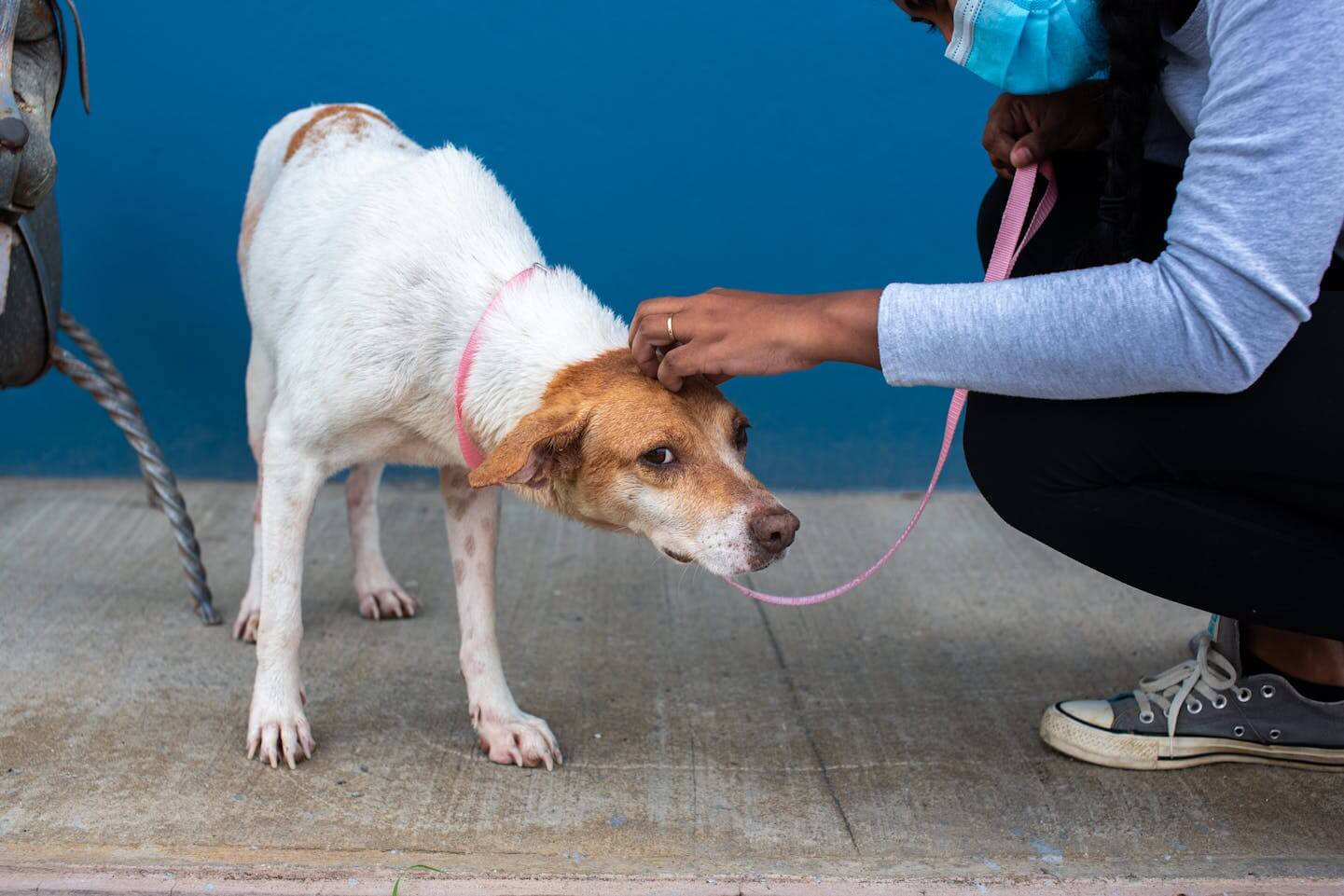 6 Cara Mengobati Anjing Sakit Secara Tepat dan Lengkap Bagi Pemilik Anjing