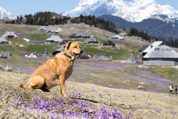 Yuk Mengenal 6 Ciri Ciri Anjing Hamil yang Wajib Diketahui!